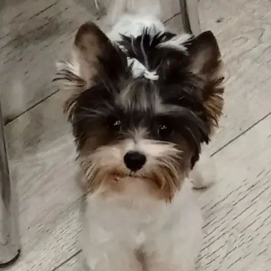 Бивер-йоркширский терьер, щенок