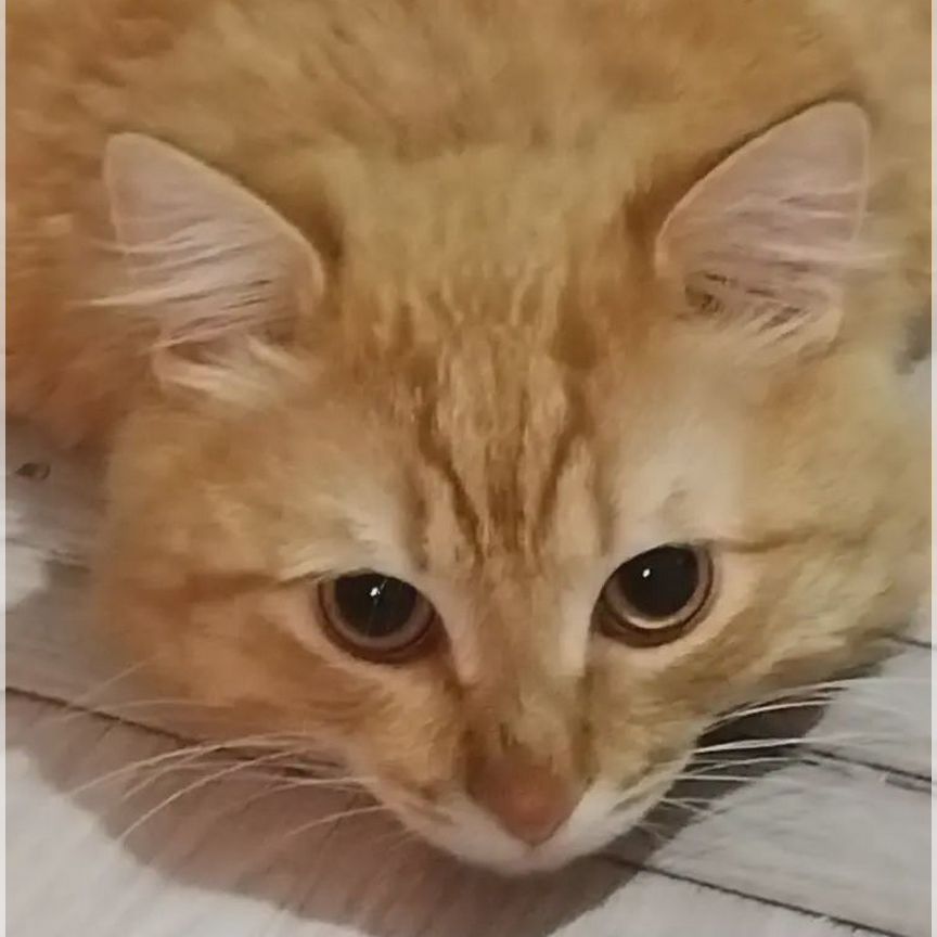 Мейн-кун котёнок