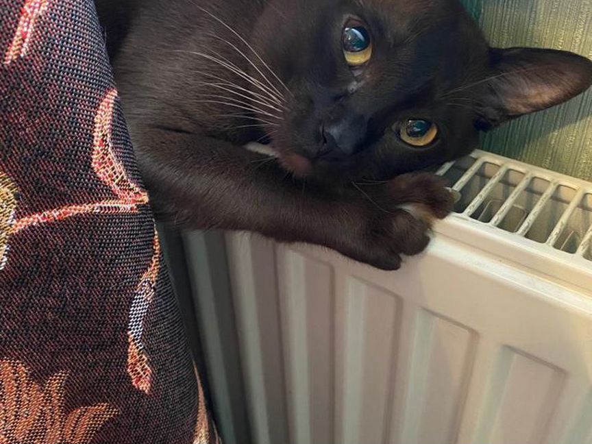 Бурманская кошка, самец вязка