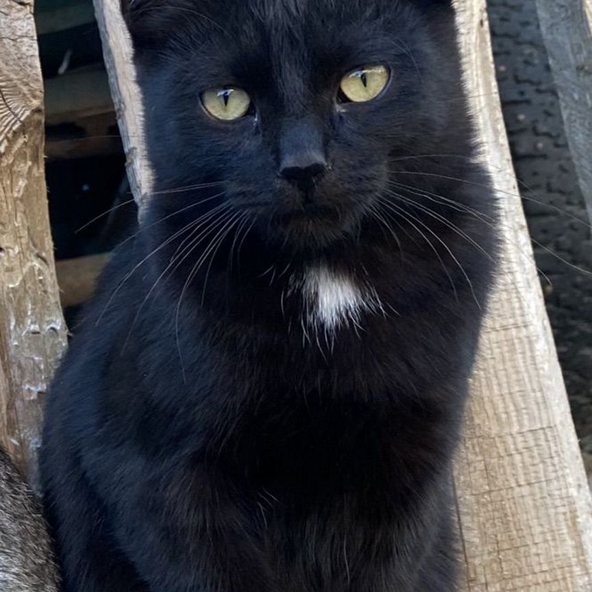 Котенок мальчик в добрые руки