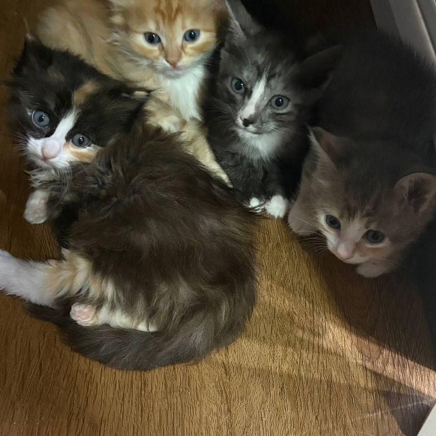 Котёнок в добрые руки