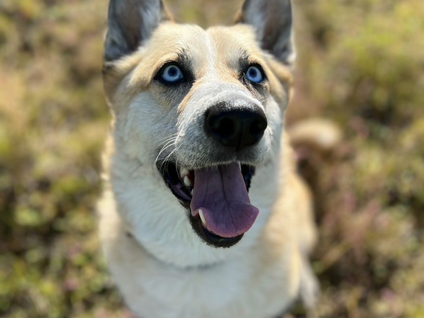 Собака метис