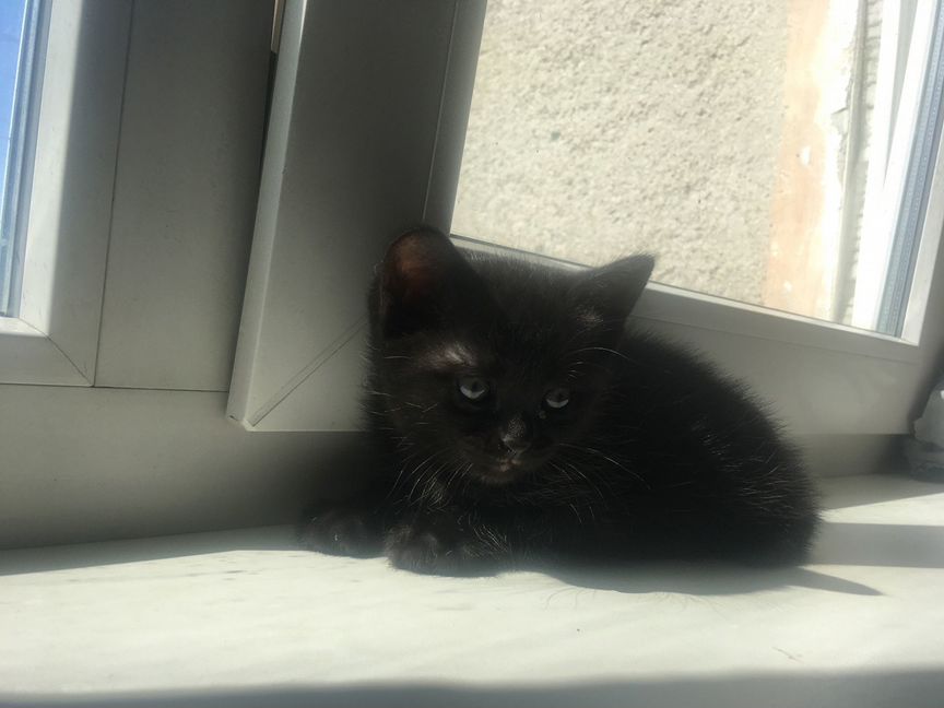 Котята (описание характеров внутри)