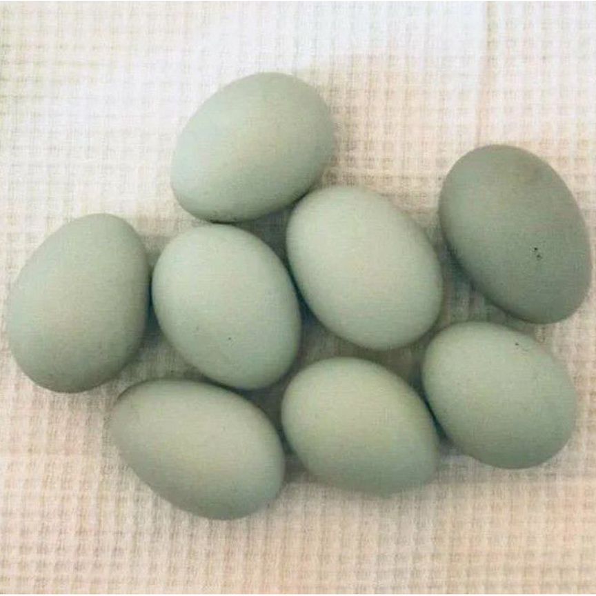 Инкубационное яйцо Лакеданзи