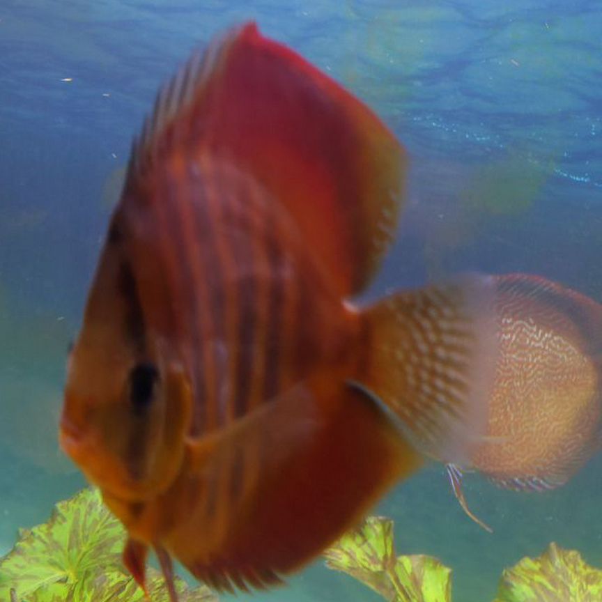 Взрослые Дискусы