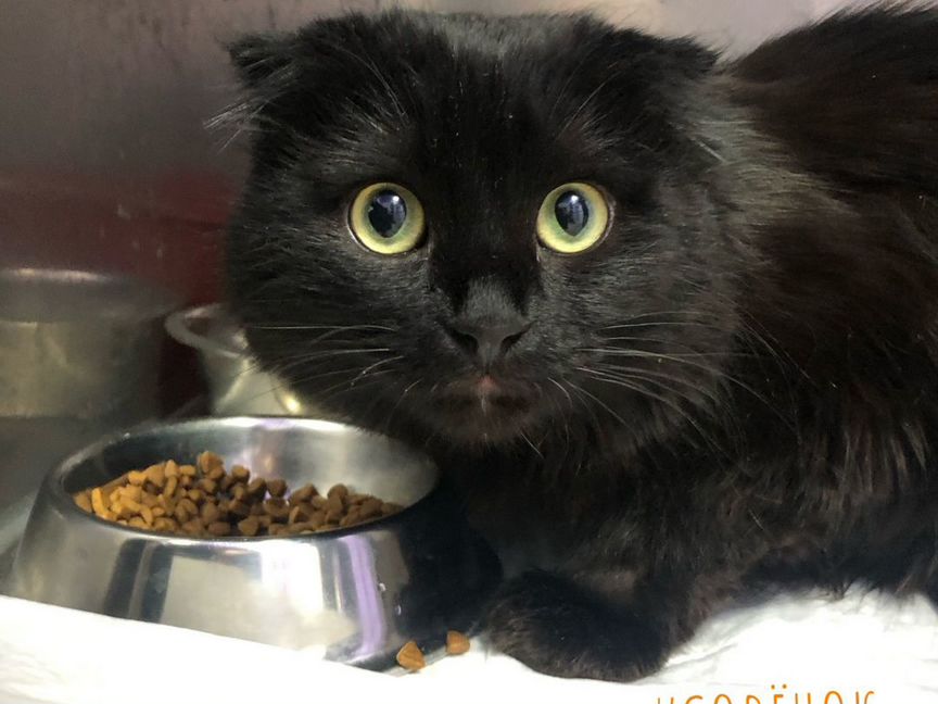 Сирота Совенок в дар