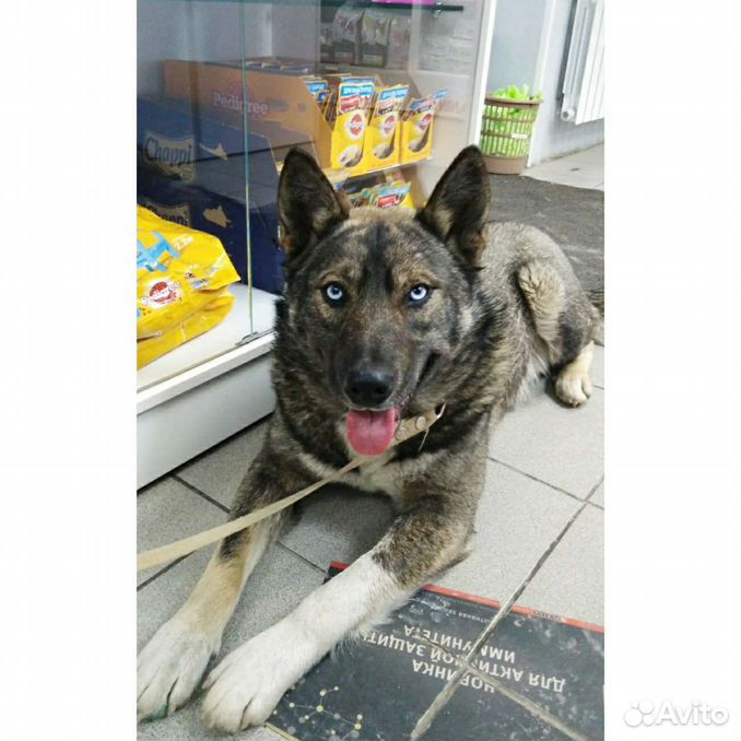 Собака кобель 1 год голубые глаза