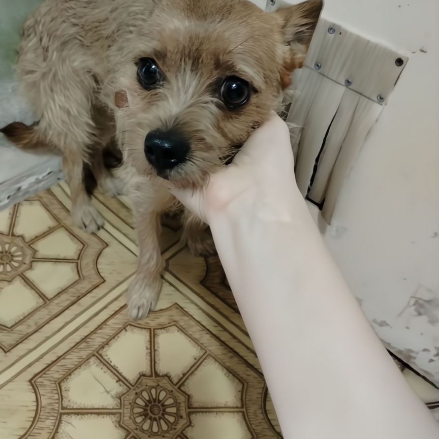 Китайская хохлатая, взрослый пёс