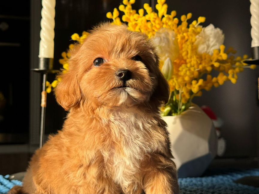 Мальтипу купить. Щенки мальтипу