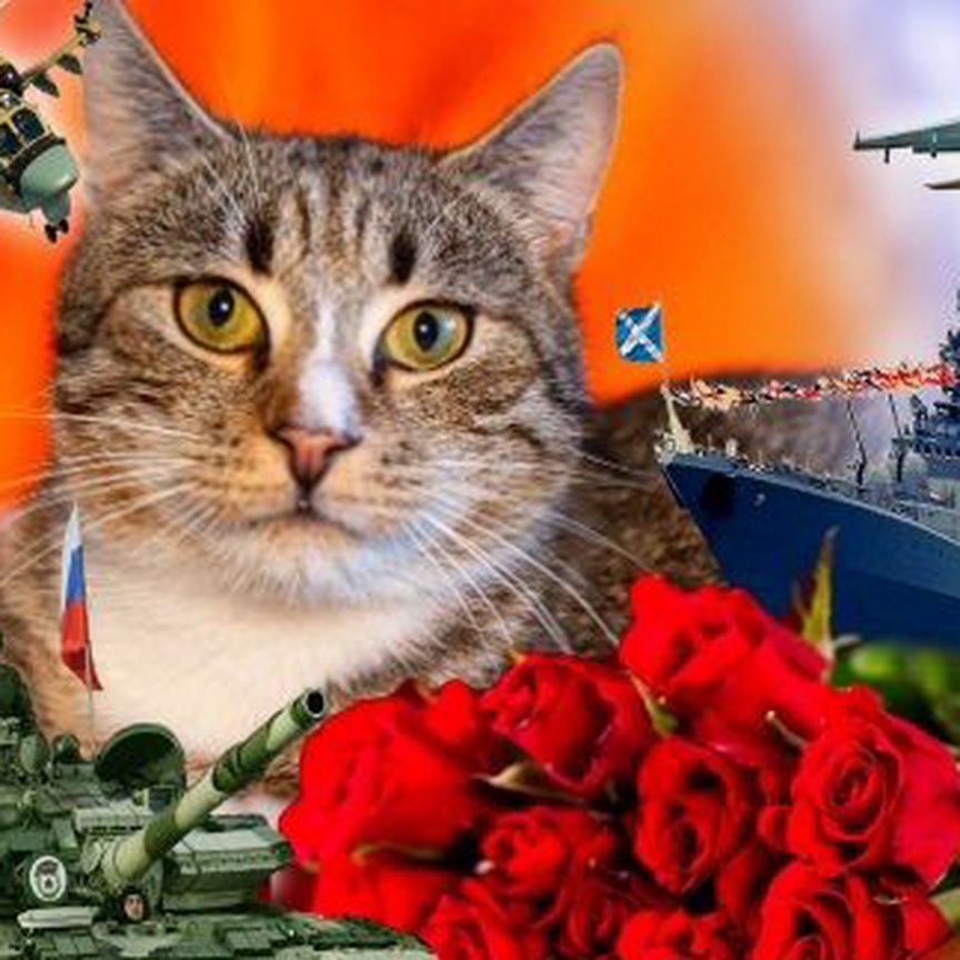 Европейский короткошёрстный, взрослый кот