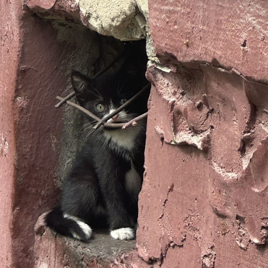 Котёнок в добрые руки