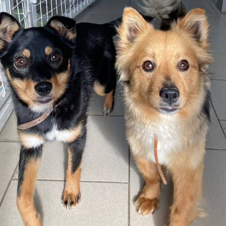 Взрослая собака в добрые руки