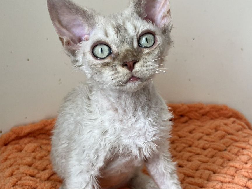 Девон рек мальчик