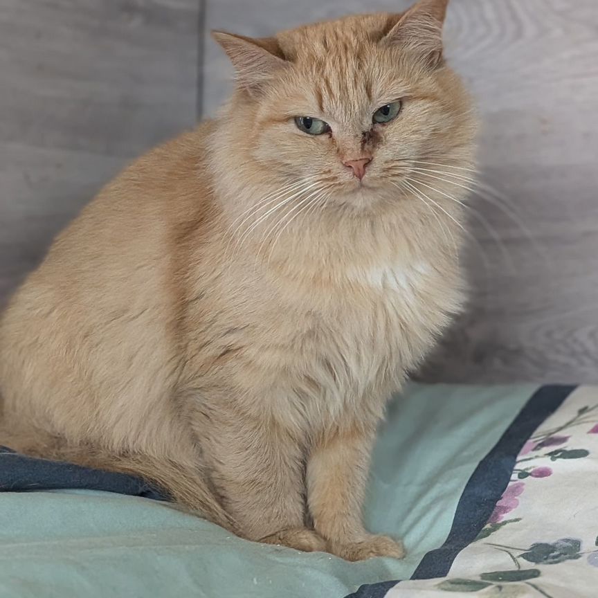 Взрослая, кошка в добрые руки