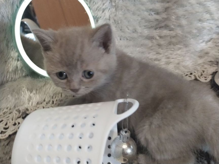 Шотландские вислоухие котята