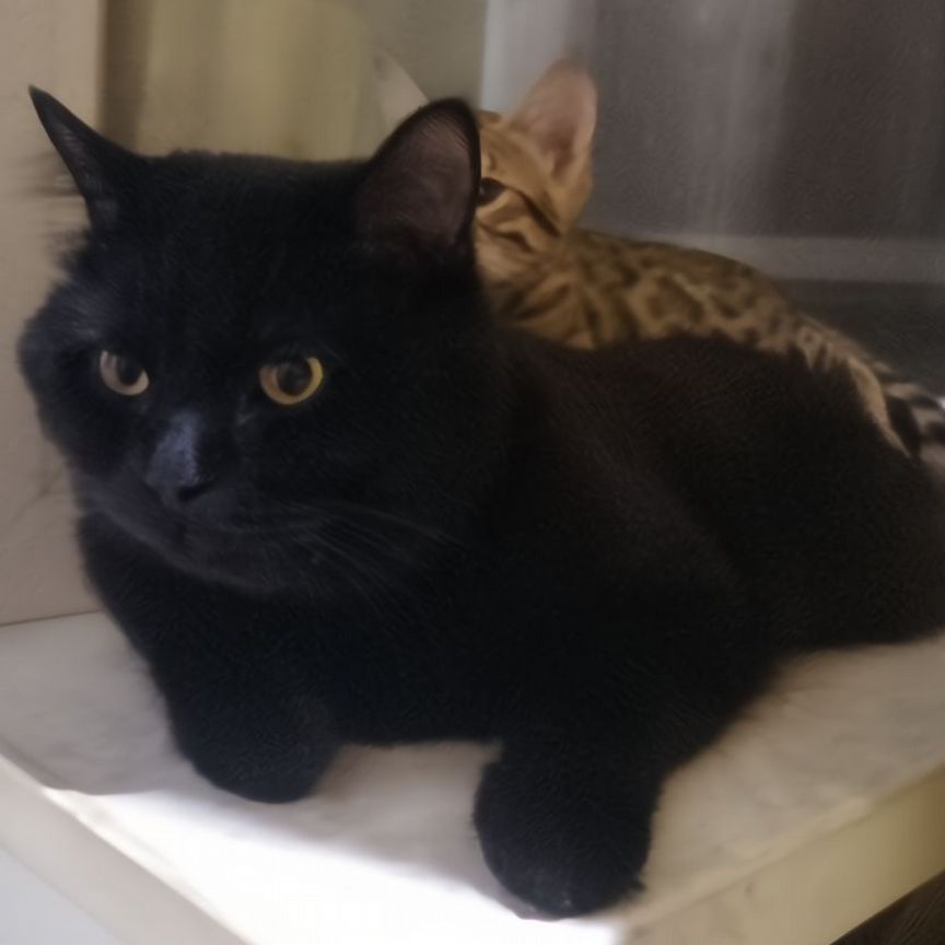 Сибирский, взрослый кот