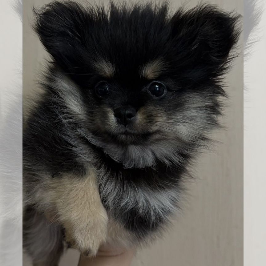 Померанский шпиц, щенок
