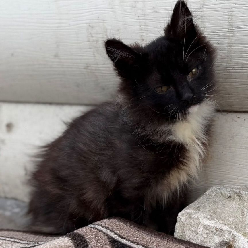 Котёнок в добрые руки