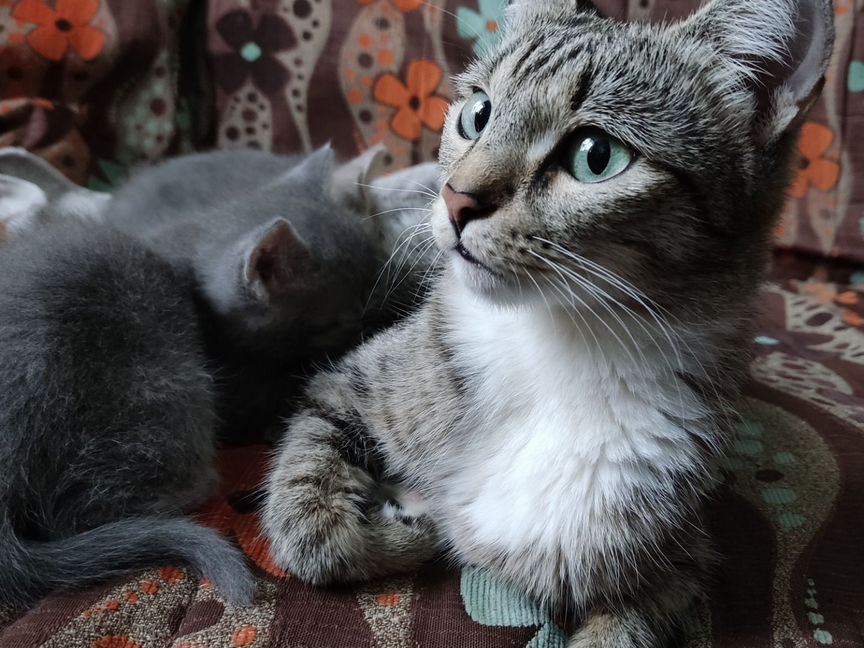 Кошка Минни ищет дом