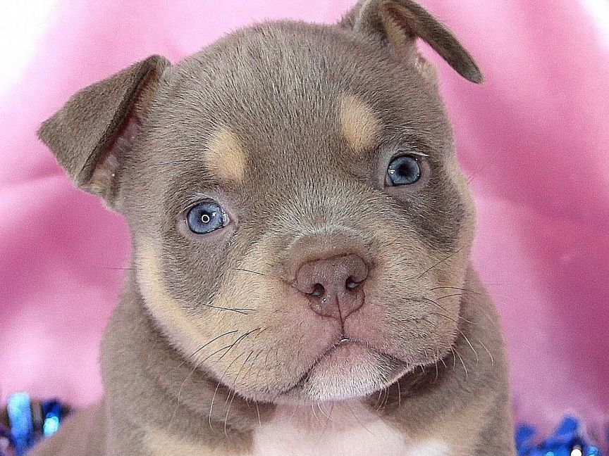 Американский булли мальчик