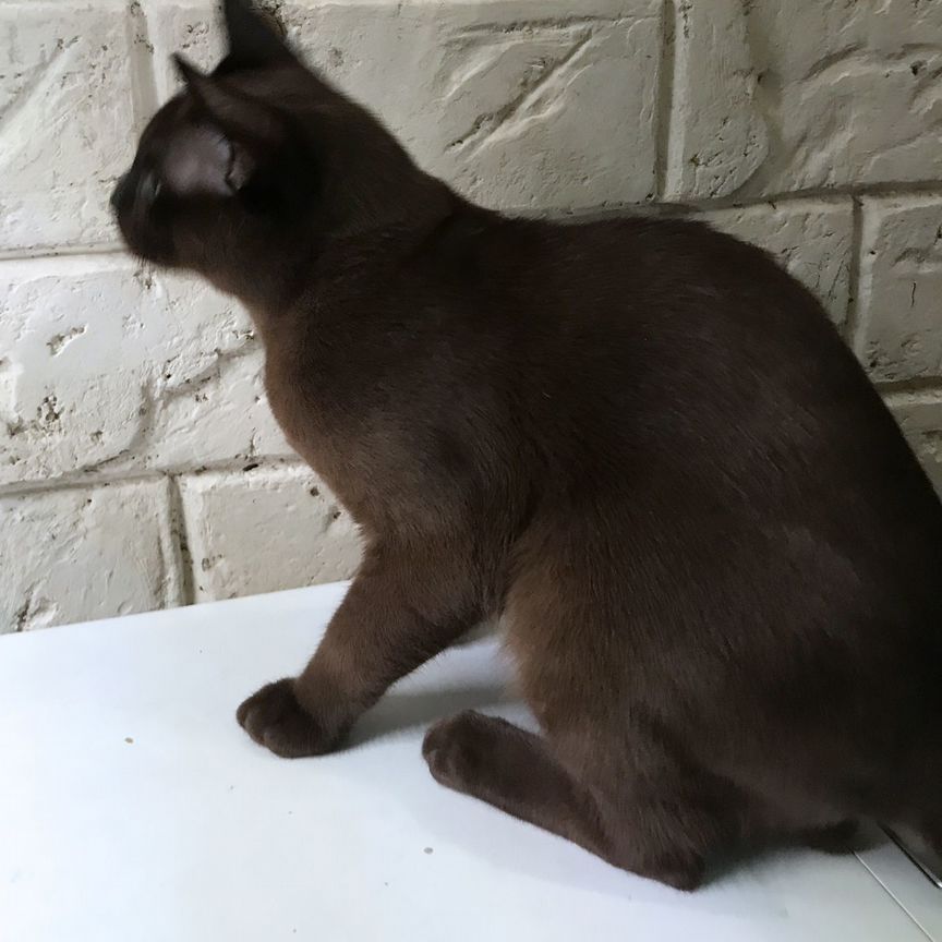 Бурманские котята