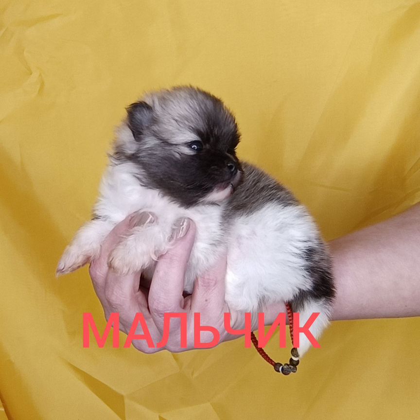 Померанский шпиц
