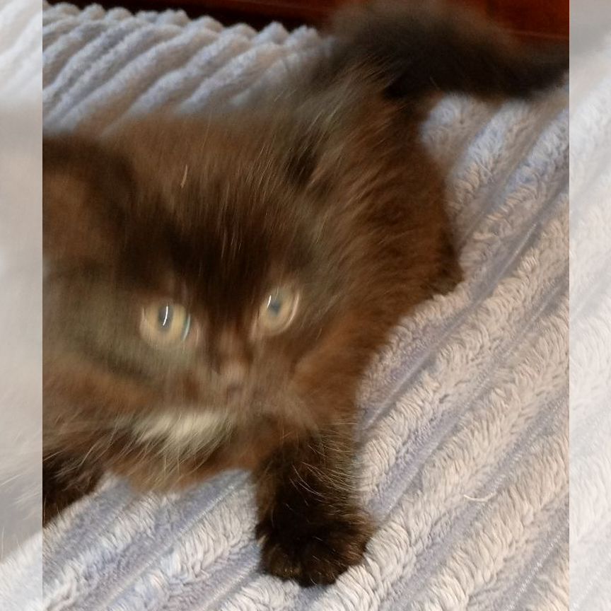 Котята в добрые руки чёрные