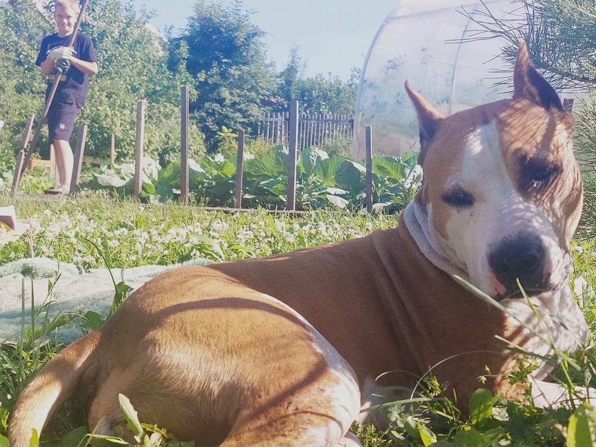 Стаффордширский терьер