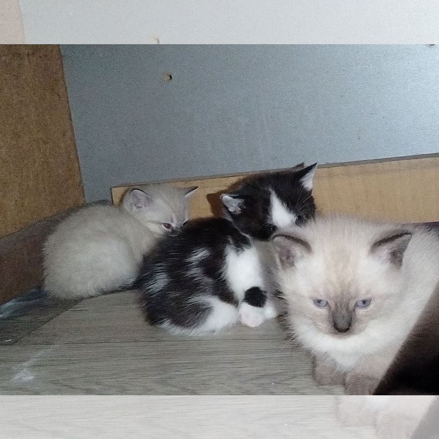 Сиамский котёнок