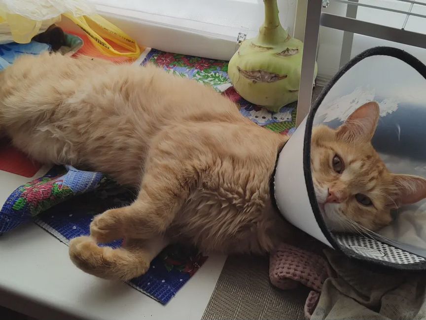 Отдам рыжего кота в добрые руки