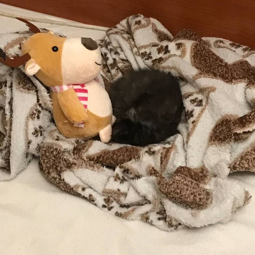 Котёнок в добрые руки