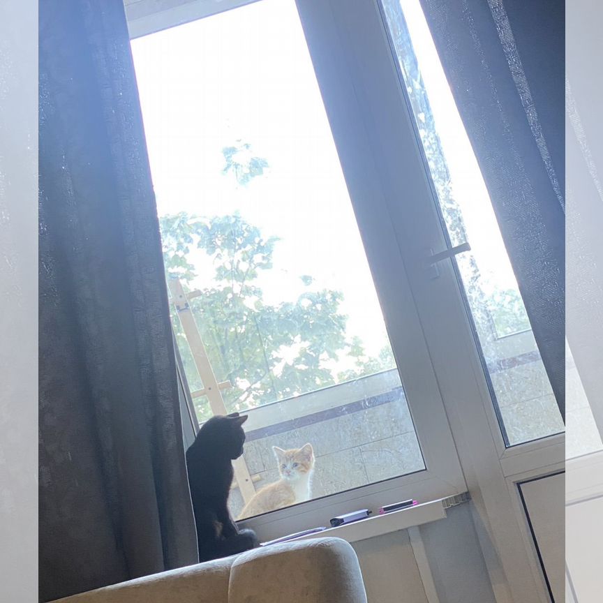 Маленький котенок Луня