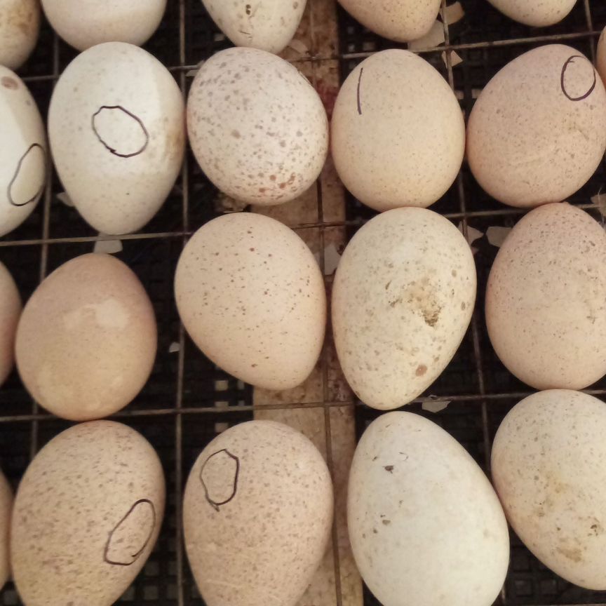 Инкубационое яйцо Брама и Индюшки