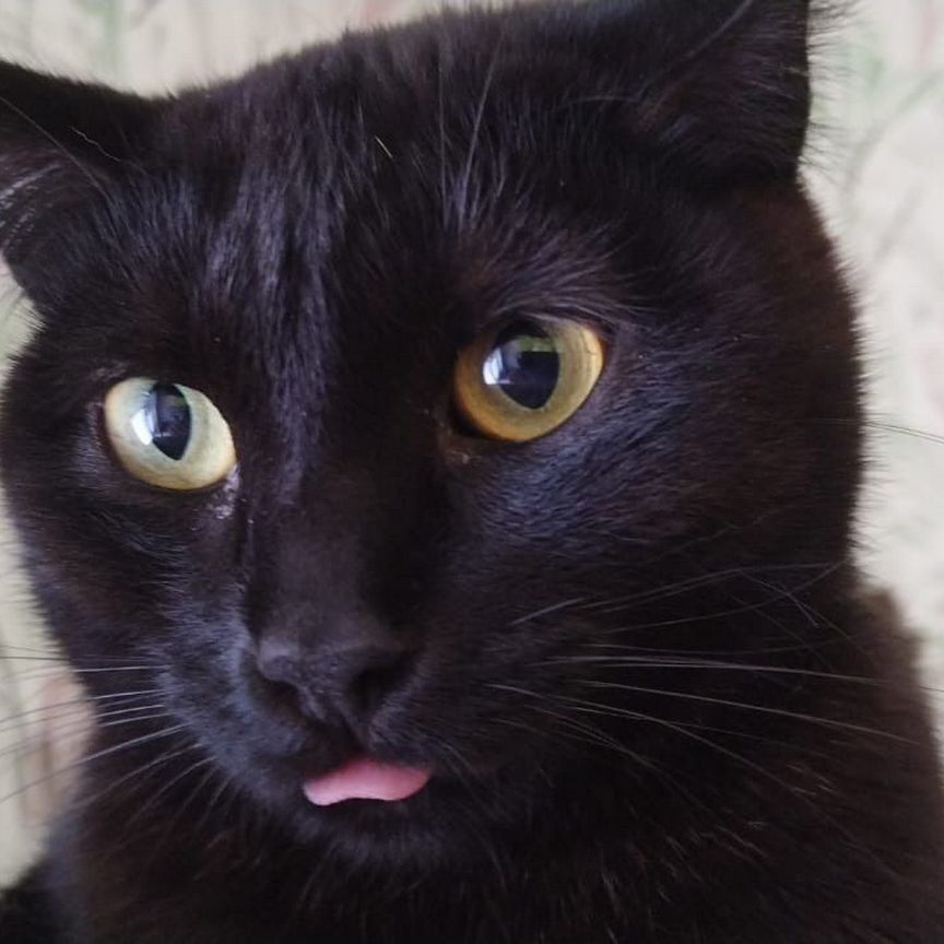 Кошка картошка