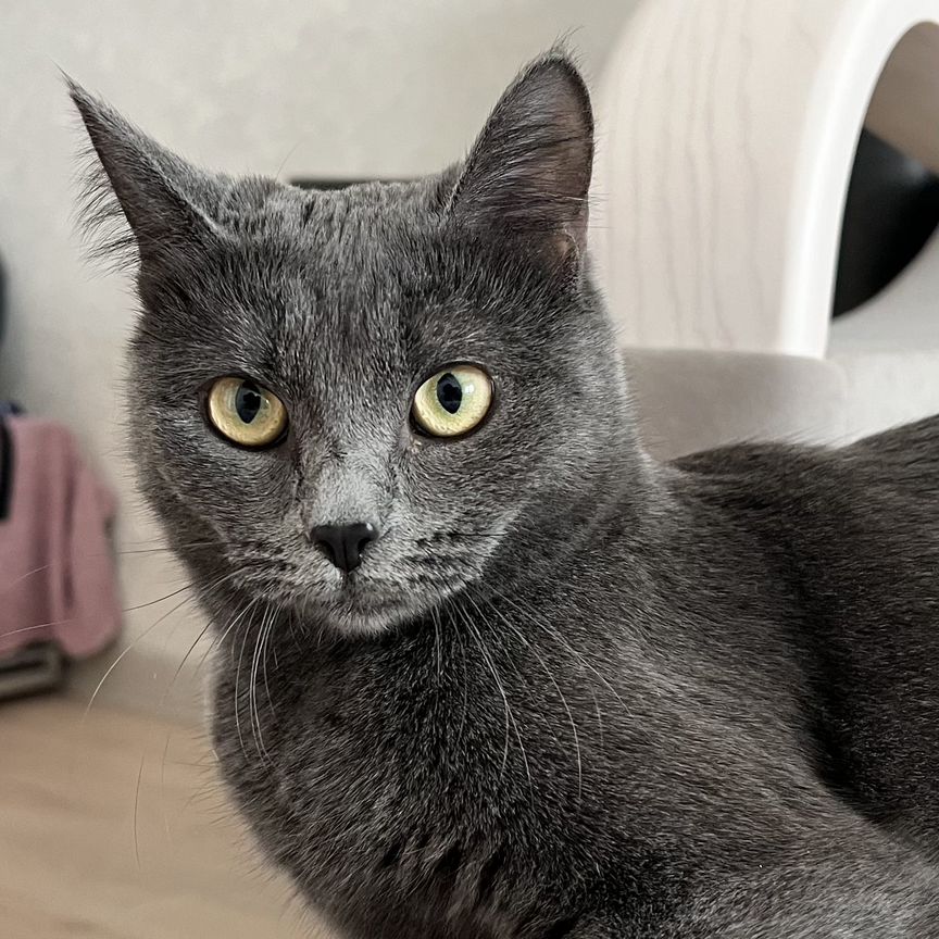 Русская голубая, взрослая кошка