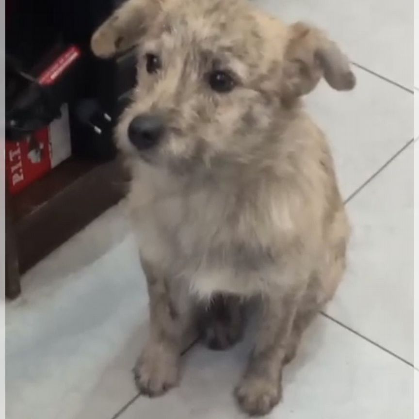 Щенок в добрые руки