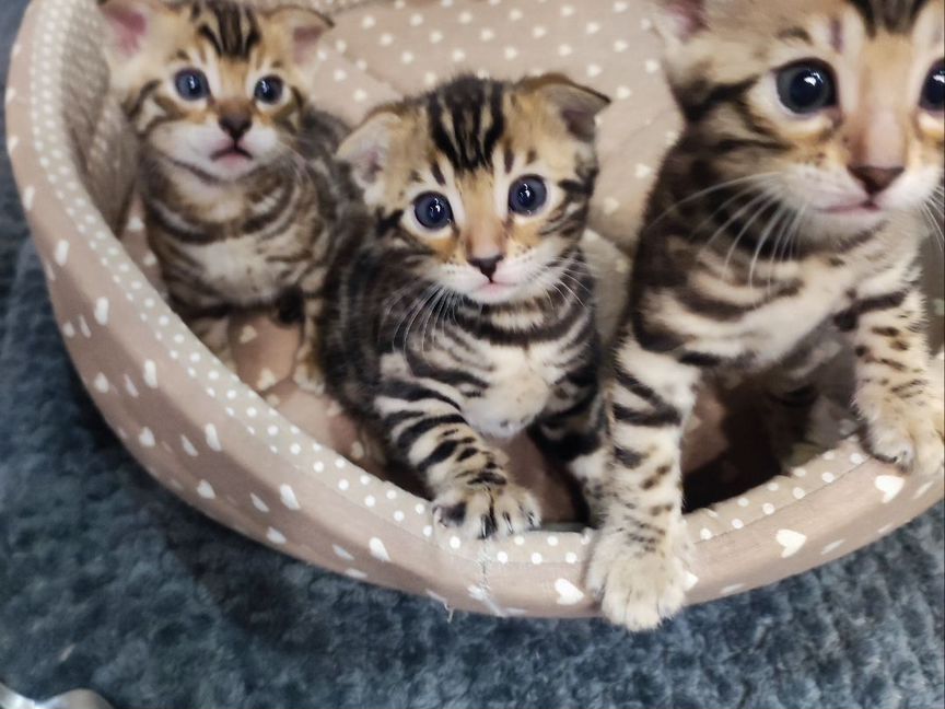 Домашние животные