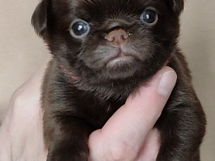 Шоколадные девочки