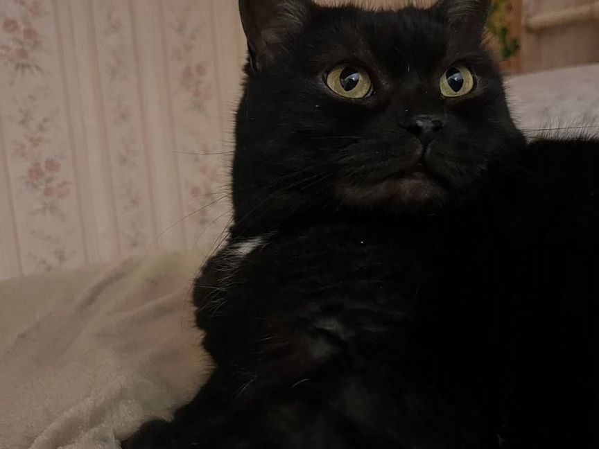 Кошка Чернушка