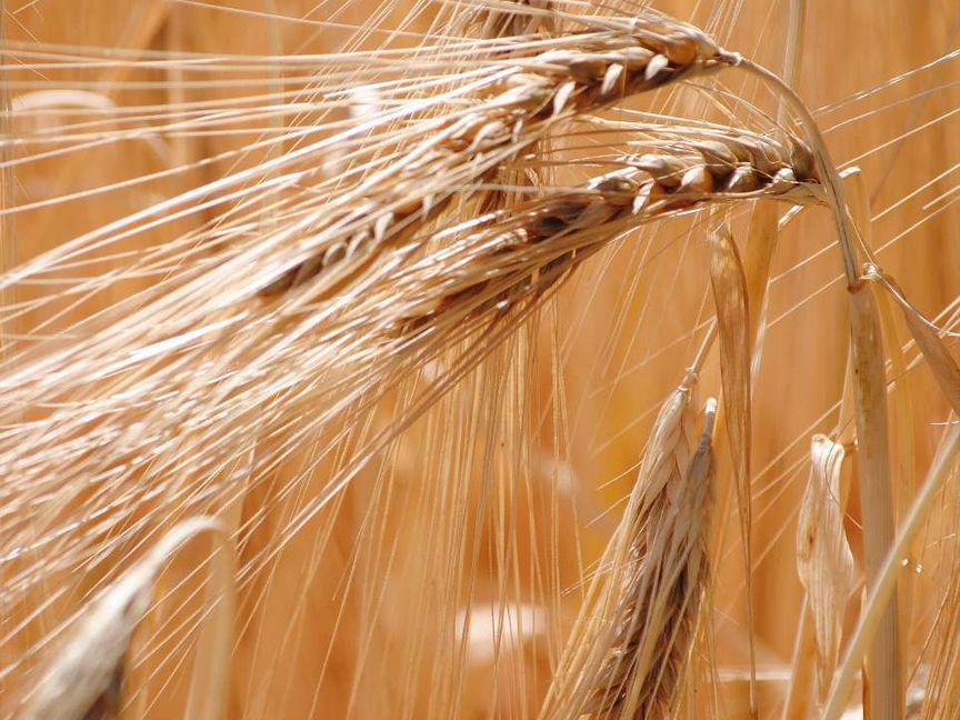 Ячмень чистый, отходы пшеничные