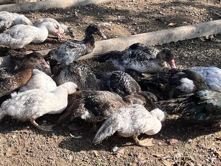 Утята молодняк