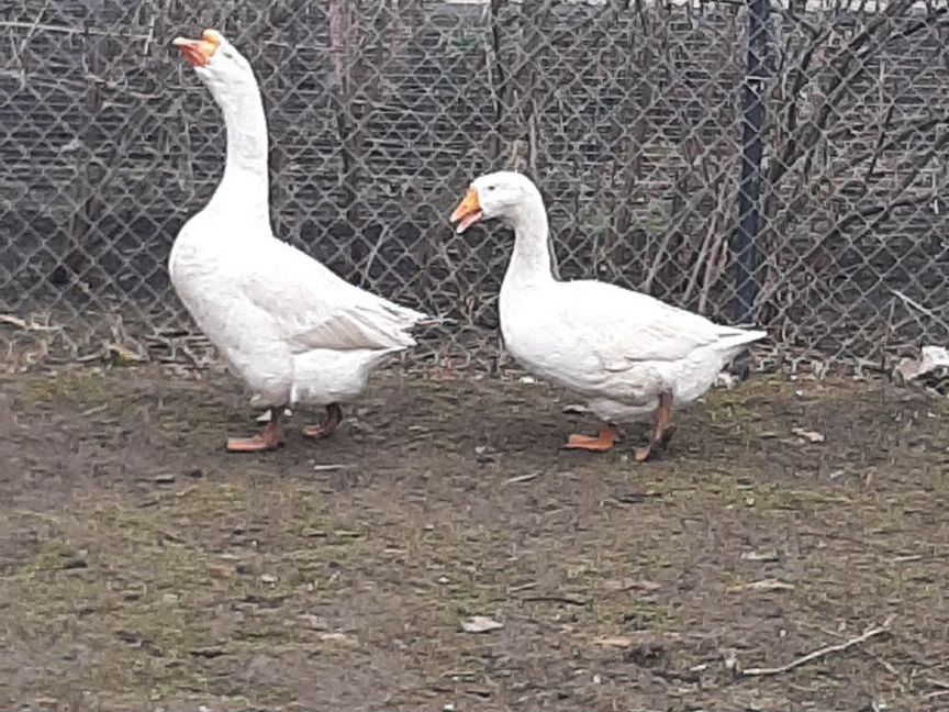 Гуси породы Линда