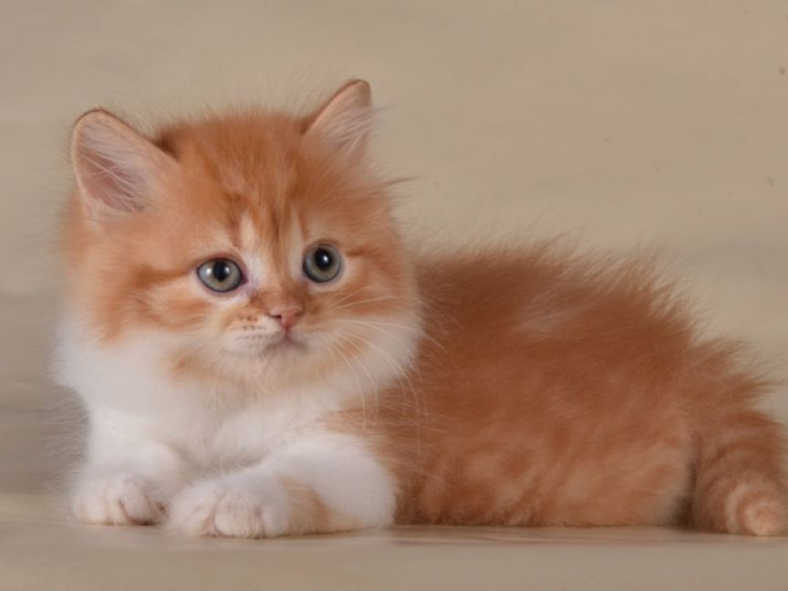 Британский котик