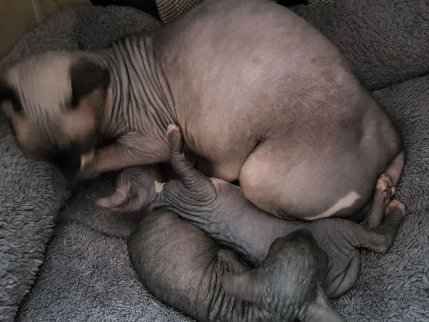 Канадский сфинкс котенок