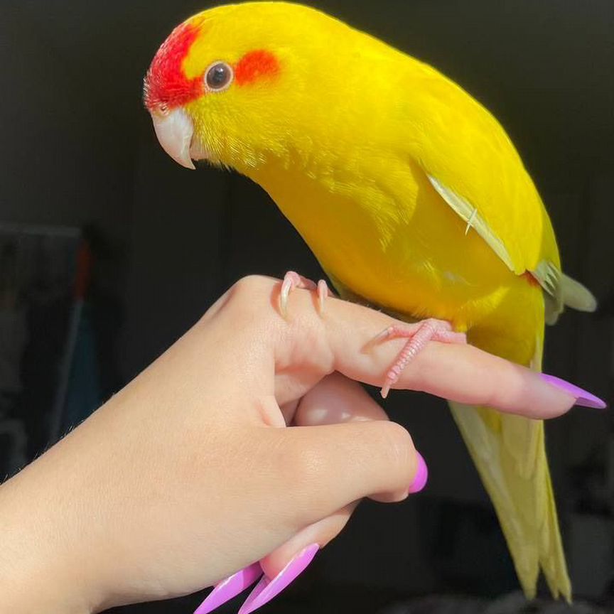 Попугай Какарик, ручной