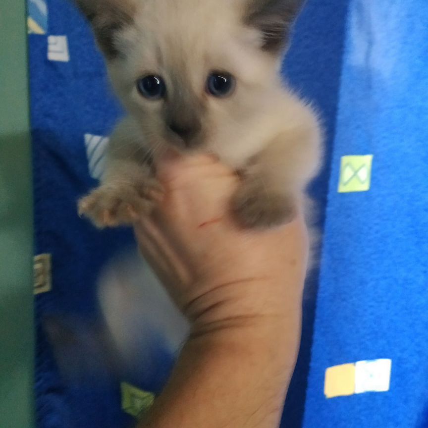 Тайские котята
