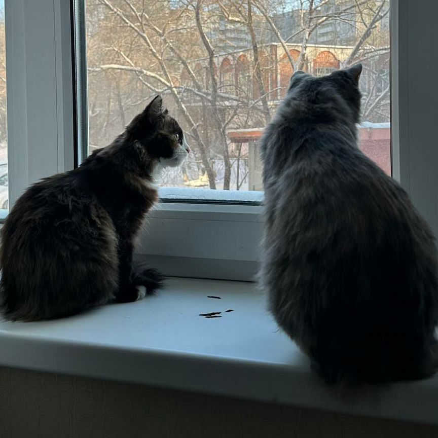 Сибирский котёнок