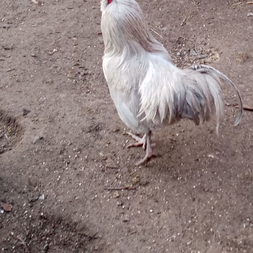 Продам петуха амераукана