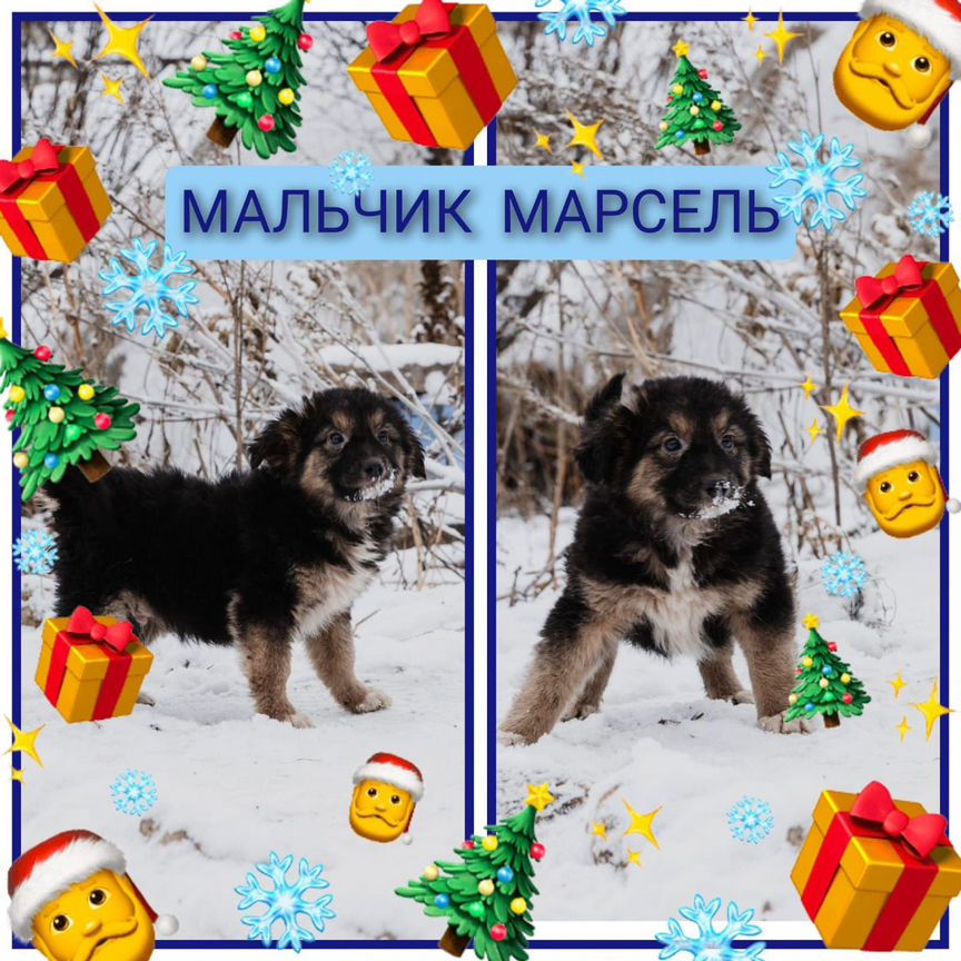 Щенок Марсель (мальчик) в добрые руки