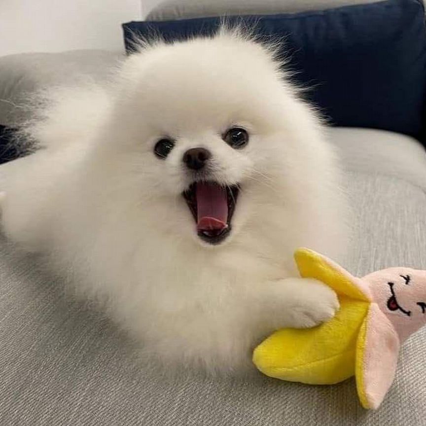 Щенок мини шпиц